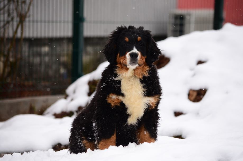 Bernski planinski pas štenci
