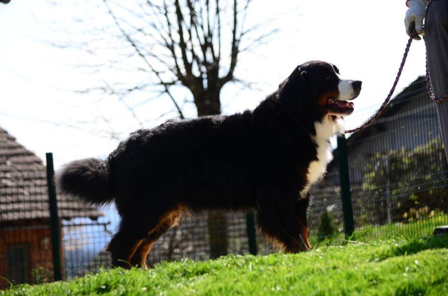 Bernski planinski pas štenci