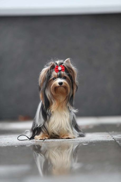 Biewer terrier Yorkshire terrier yorki,jorkšir terier,jorki mini