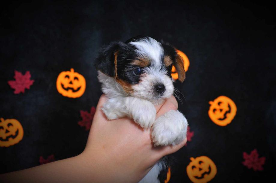 Biewer terrier Yorkshire terrier yorki,jorkšir terier,jorki mini