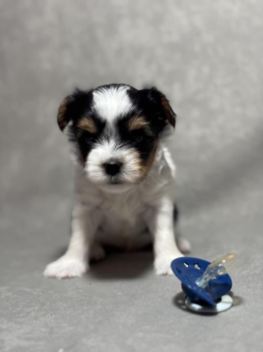 Biewer terrier Yorkshire terrier yorki,jorkšir terier ,jorki mini