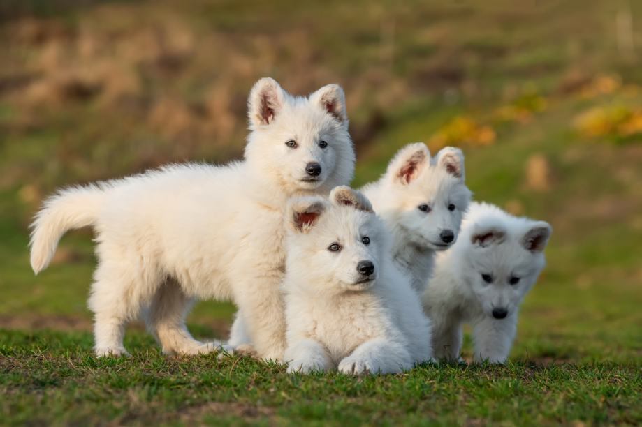 Bijeli švicarski ovčar - štenci