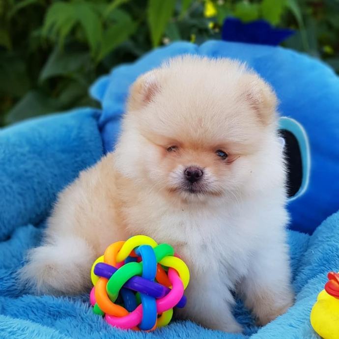 Boo Pomeranac sa pedigreom