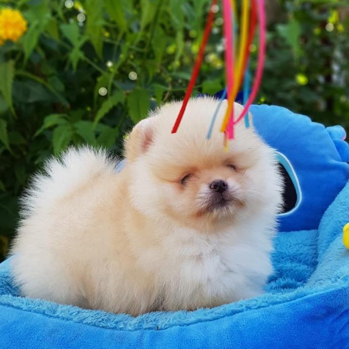 Boo Pomeranac sa pedigreom