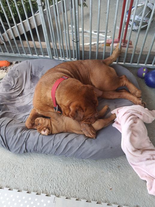 Bordoška doga - muško štene