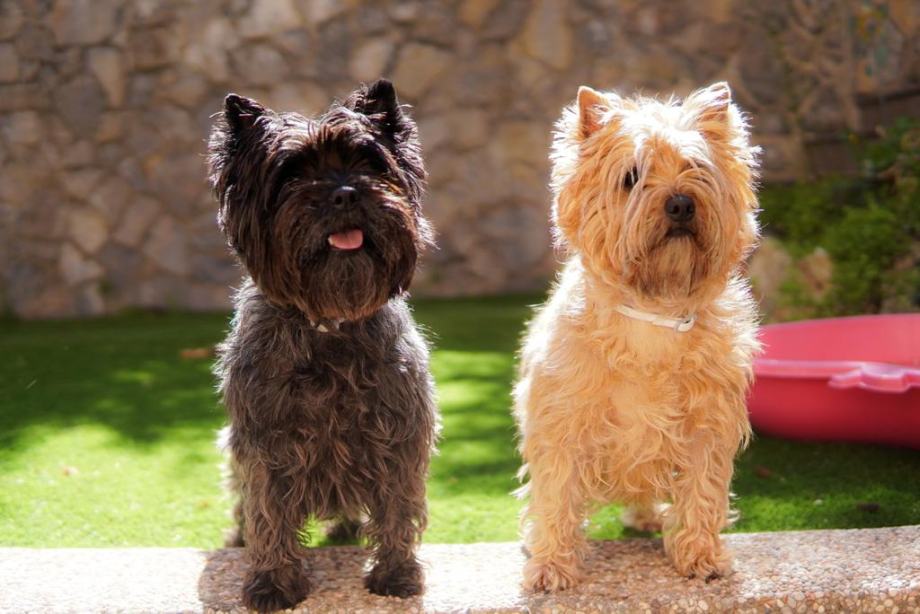 CAIRN TERRIER(Kern terijer)