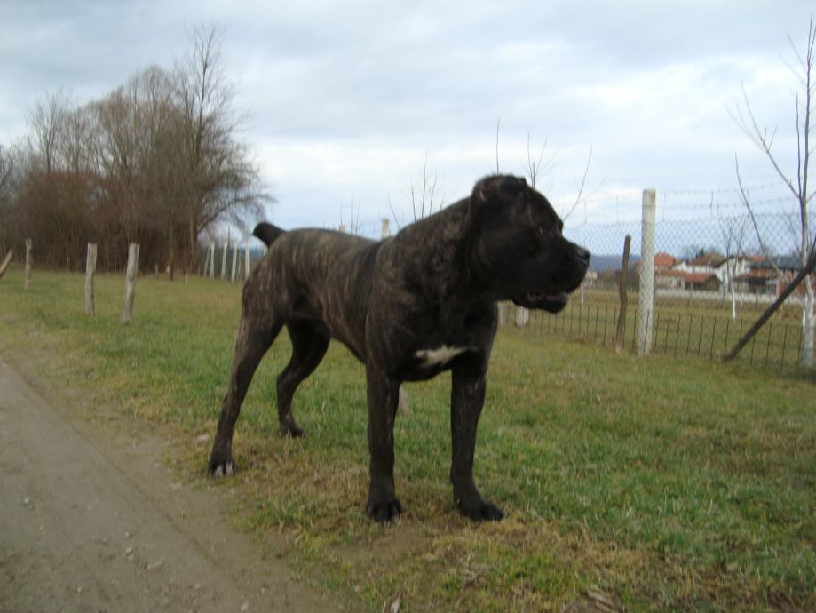 CANE CORSO LEGLO 30.04.2017