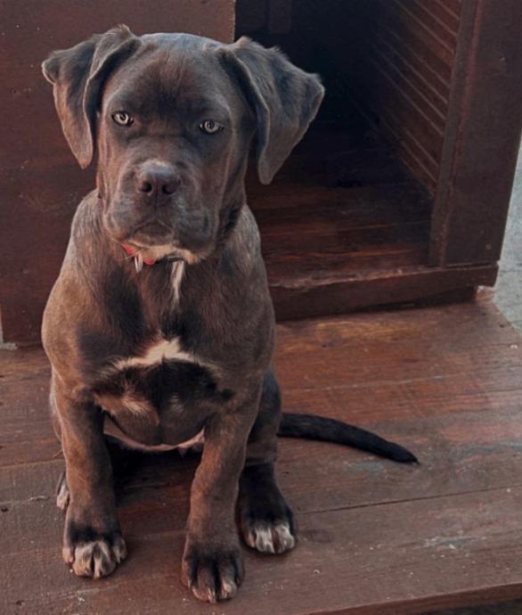 Cane corso