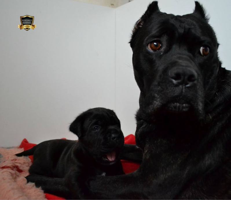 Cane Corso stene