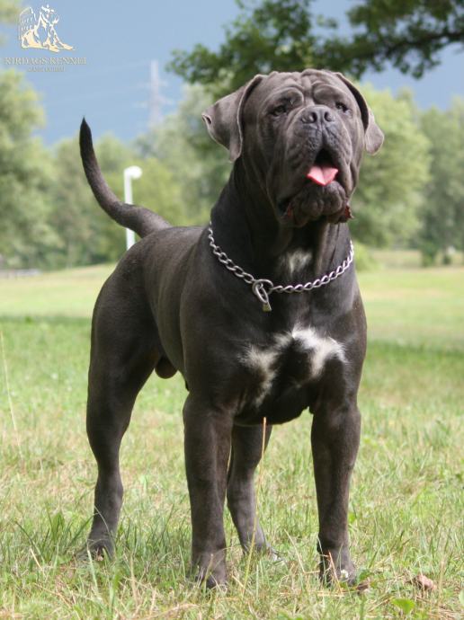 Cane Corso stenci