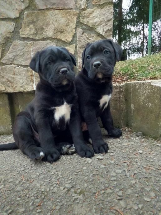 Cane Corso štene