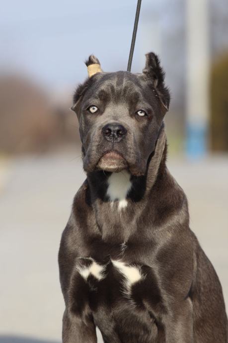 Cane Corso stene
