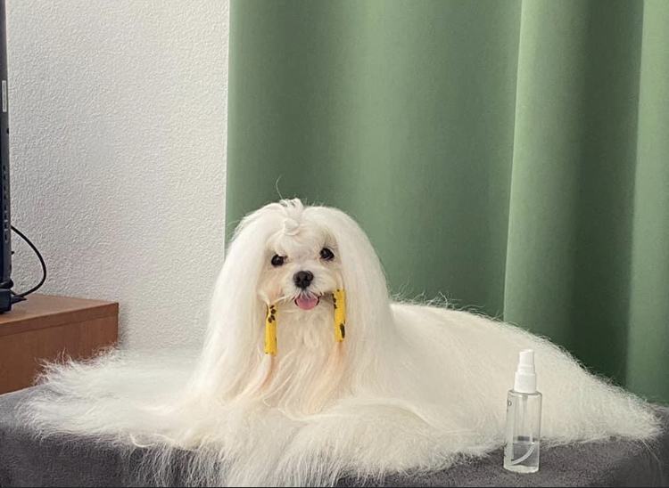 čisokrvni maltezeri s rodovnikom