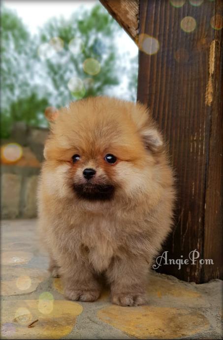 Cistokrvni Pomeranac Boo