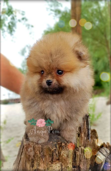 Cistokrvni Pomeranac Boo