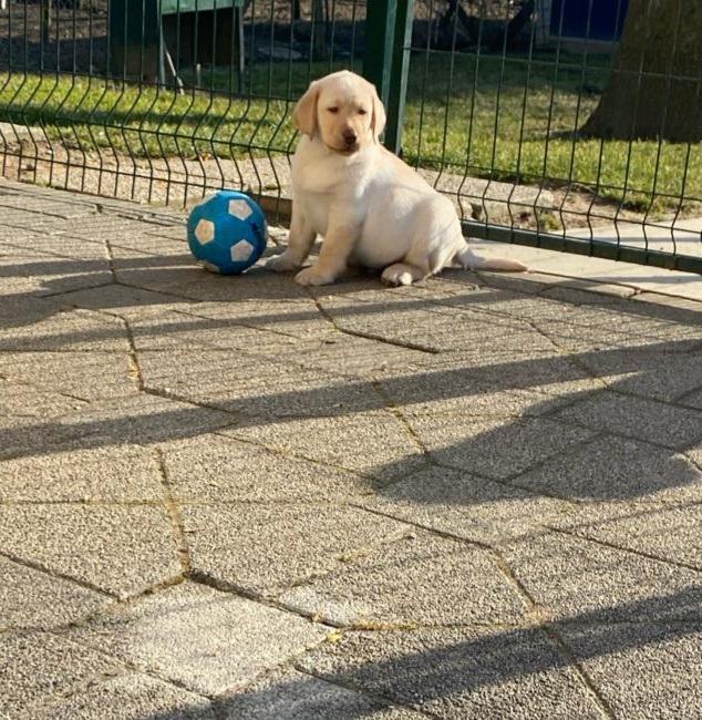 ČOKOLADNI (SMEĐI) i ŽUTI ŠTENCI LABRADOR RETRIVERA *VRHUNSKO LEGLO*