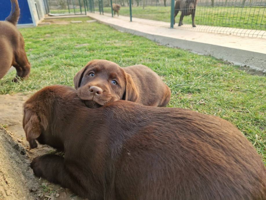 ČOKOLADNI (SMEĐI) i ŽUTI ŠTENCI LABRADOR RETRIVERA *VRHUNSKO LEGLO*