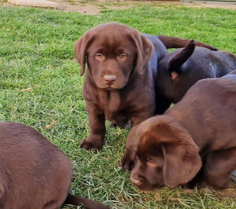 ČOKOLADNI (SMEĐI) i ŽUTI ŠTENCI LABRADOR RETRIVERA *VRHUNSKO LEGLO*