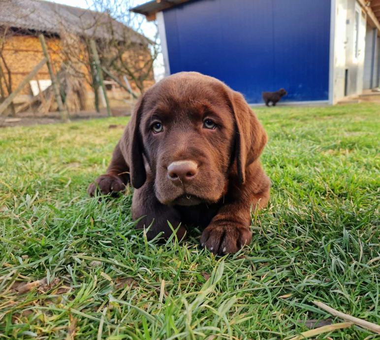 ČOKOLADNI (SMEĐI) i ŽUTI ŠTENCI LABRADOR RETRIVERA *VRHUNSKO LEGLO*