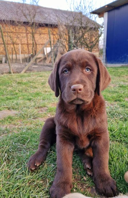 ČOKOLADNI (SMEĐI) i ŽUTI ŠTENCI LABRADOR RETRIVERA *VRHUNSKO LEGLO*