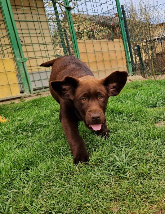 ČOKOLADNI (SMEĐI) i ŽUTI ŠTENCI LABRADOR RETRIVERA *VRHUNSKO LEGLO*