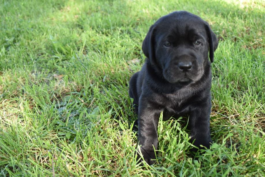 Crni labrador štenci