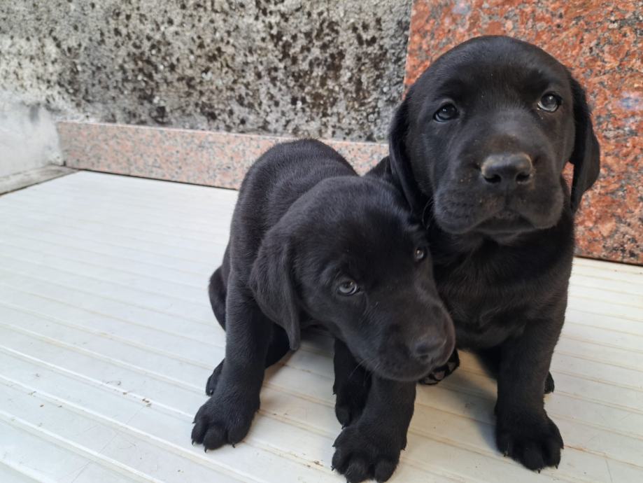 Crni labrador štenci