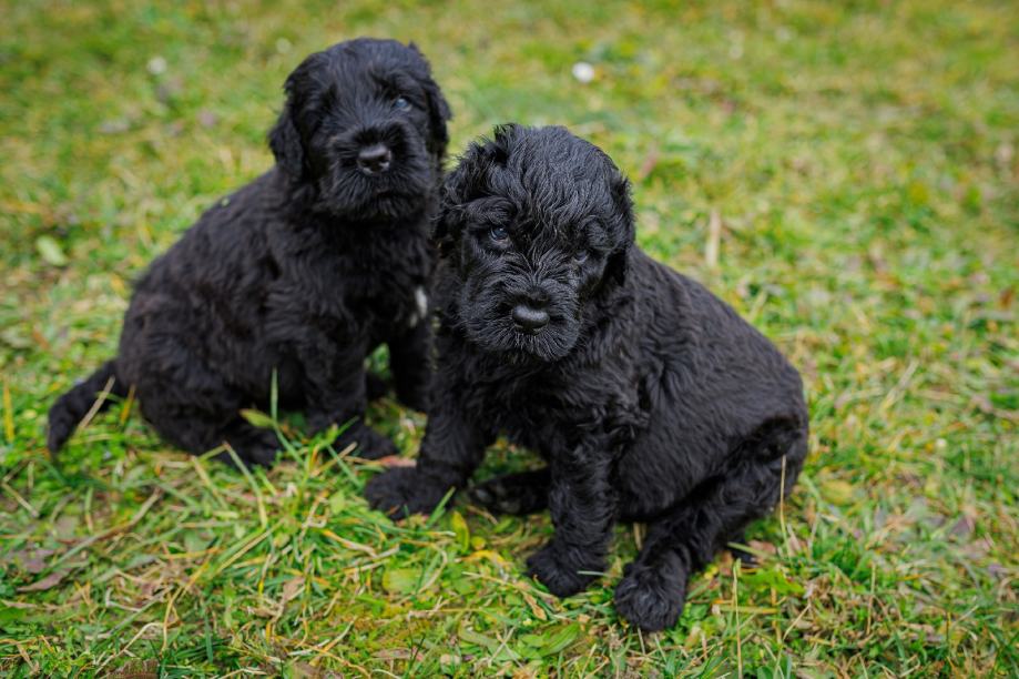 CRNI RUSKI TERIJER ŠTENCI