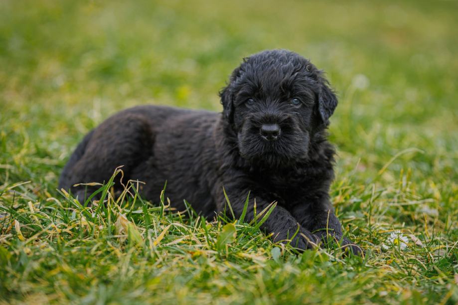 CRNI RUSKI TERIJER ŠTENCI