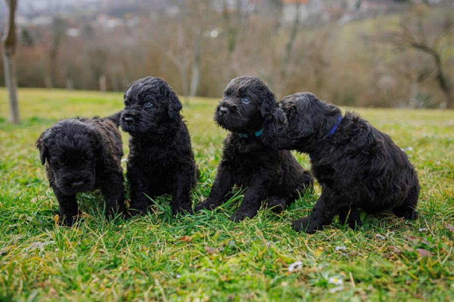 CRNI RUSKI TERIJER ŠTENCI