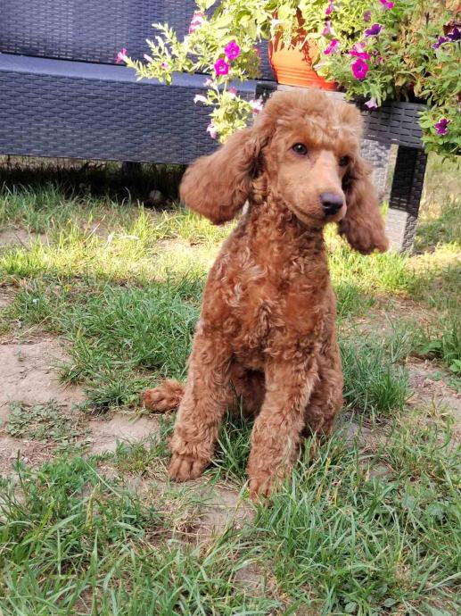 Crvena patuljasta pudla