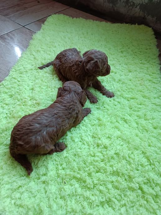 Crvene i Aprikot pudlice