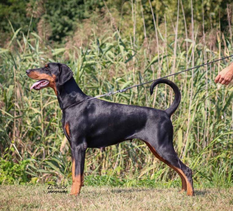 DOBERMAN ŠTENCI
