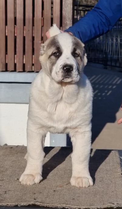 Srednjeazijski ovčar (Azijat)