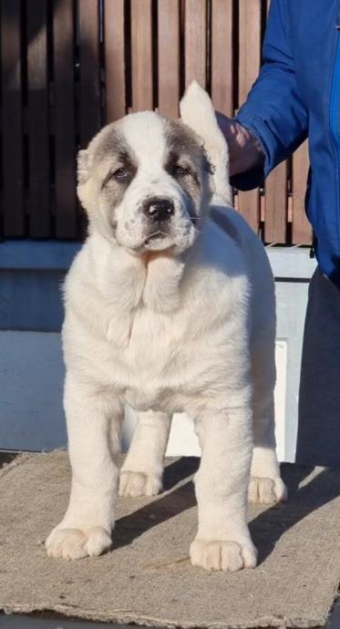 Srednjeazijski ovčar (Azijat)