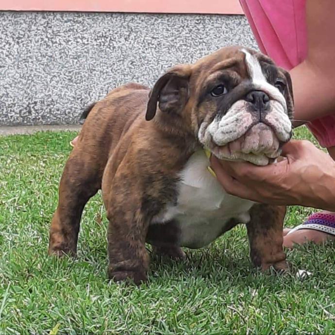 Engleski Buldog