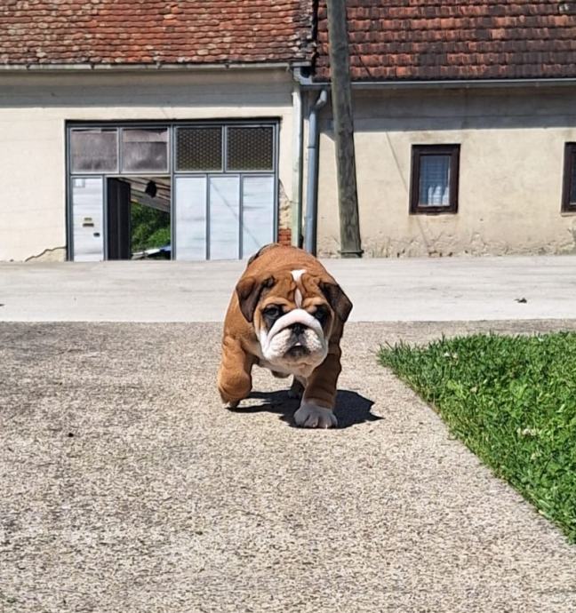 Engleski Buldog