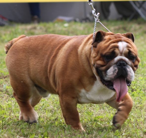 Engleski buldog