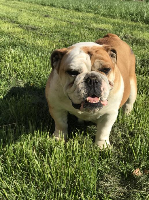 Engleski Buldog štenci-najava legla