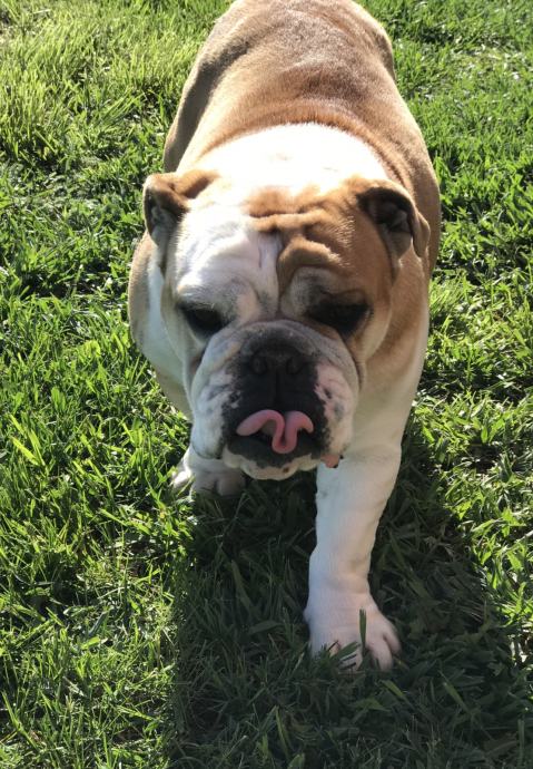 Engleski Buldog štenci-najava legla