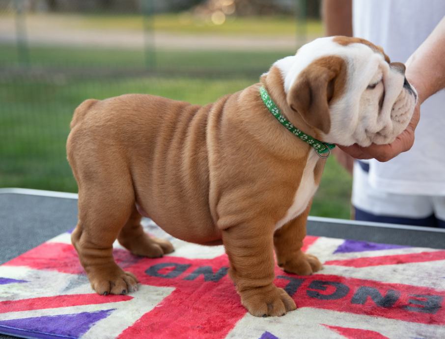 ENGLESKI BULDOG ŠTENCI