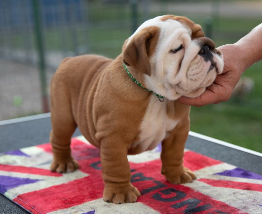 ENGLESKI BULDOG ŠTENCI