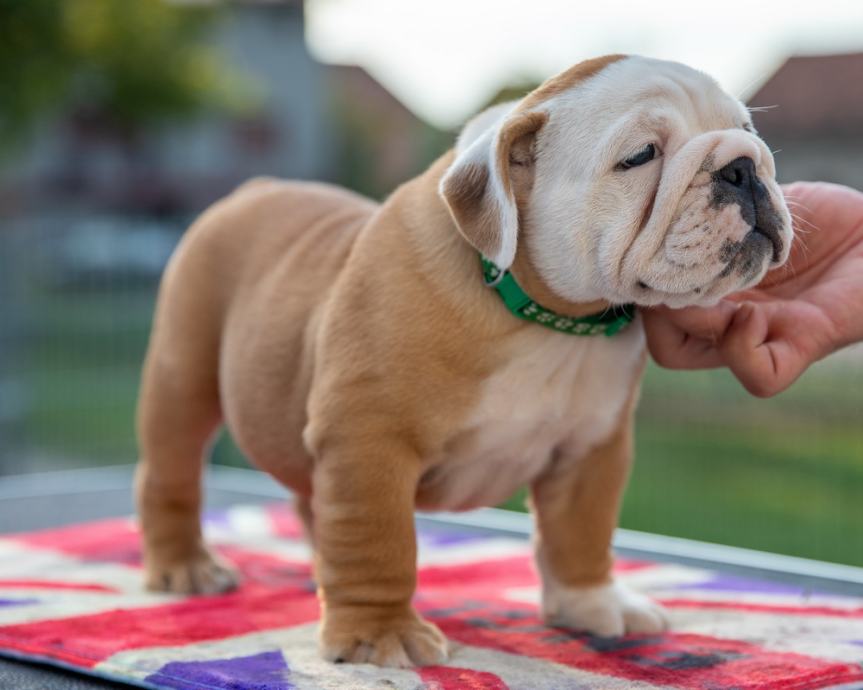 ENGLESKI BULDOG ŠTENCI