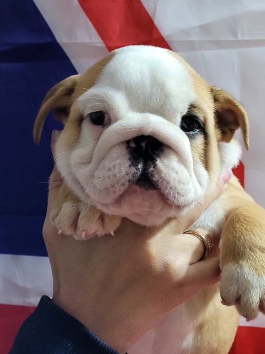 Engleski buldog štenci