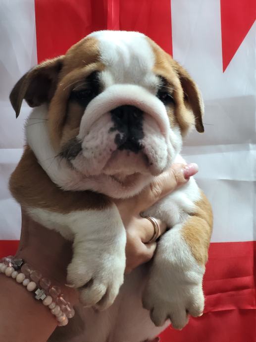 Engleski buldog štenci