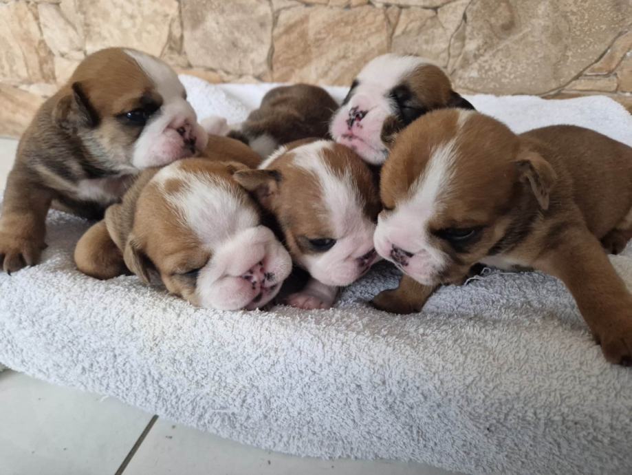 Engleski buldog štenci