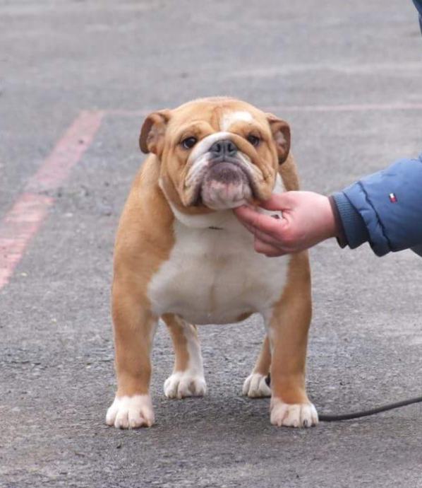 Engleski buldog štenci