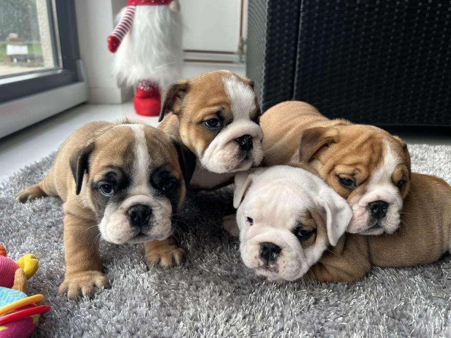 Engleski buldog štenci
