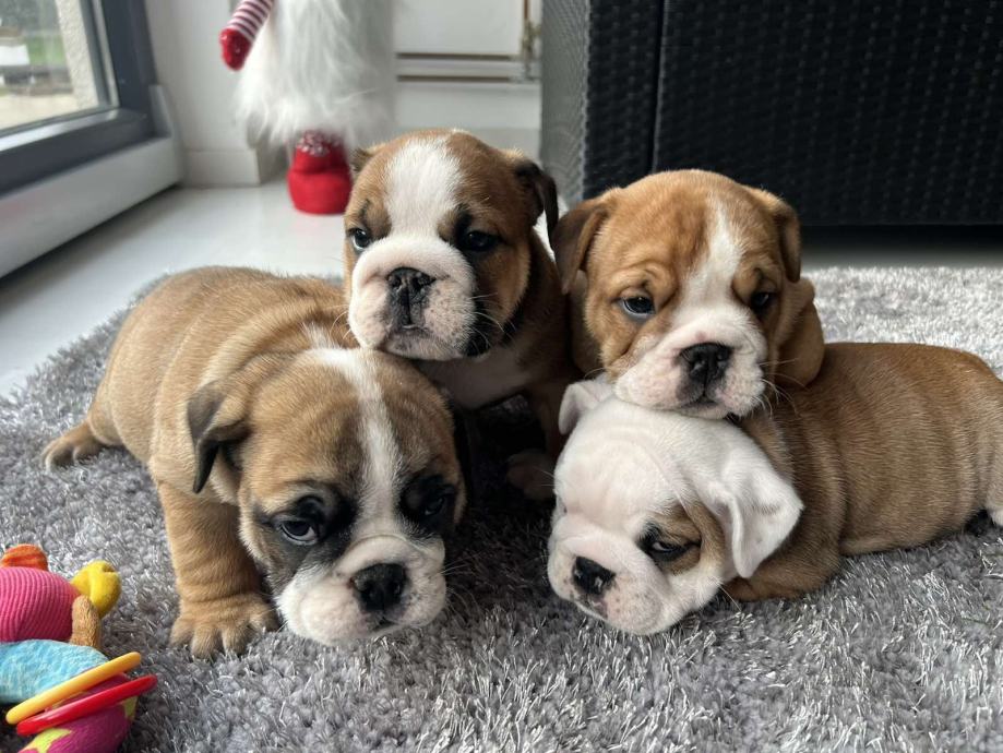 Engleski buldog štenci