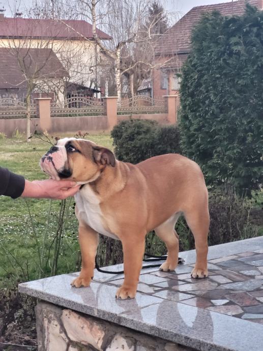 Engleski buldog ženka